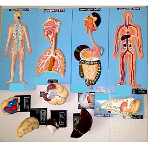 11 Parts Of Human Body Models Brain Liver Heart Lung | Desertcart Portugal