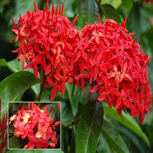 IXORA Combo Red, Yellow, White & Pink Colour Ixora Rukmini Rangan ...