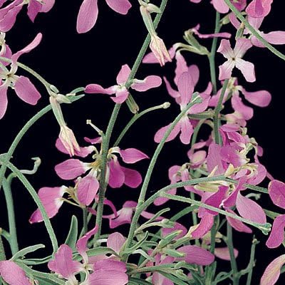 Flower Seeds - Night Scented Stock : Amazon.co.uk: Garden