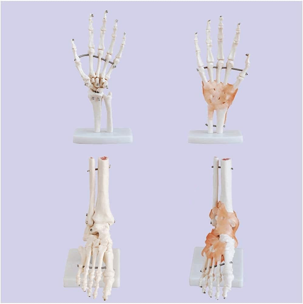 Human Skeleton Bone Anatomy Model - Hand Foot Hand Joint Model Foot ...