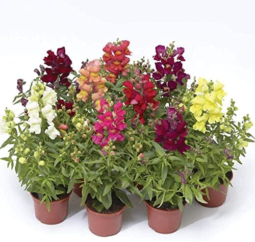 Amazon.com : Park Seed Snap Dragon Flower Plant Seeds – Snaptini Mix ...
