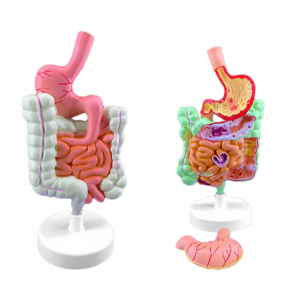 Buy BEAGHTY Human Digestive System Anatomy Anatomical Teaching Model ...