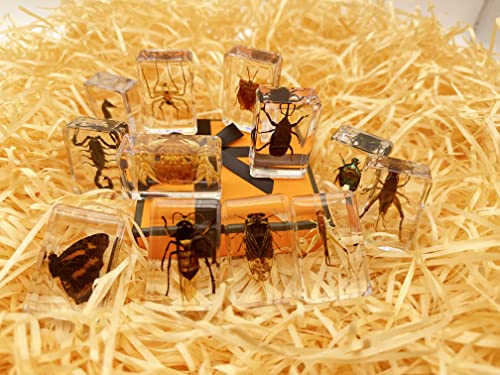 Snapklik.com : 12 Pcs High-Definition Amber, Insect In Resin Bugs ...