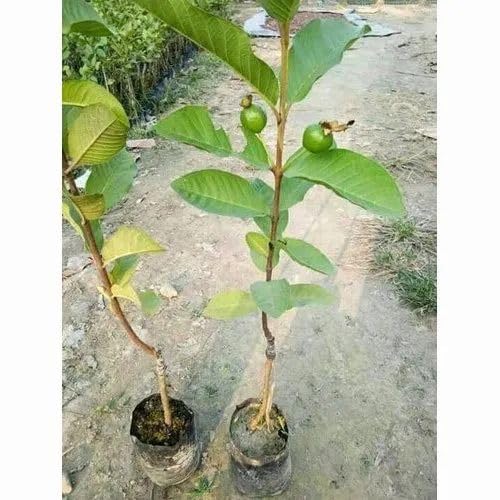 NDN2` HYBRID VNR Bihi Guava Big Size Jambu Saplin Piyara Amrood Amrud ...
