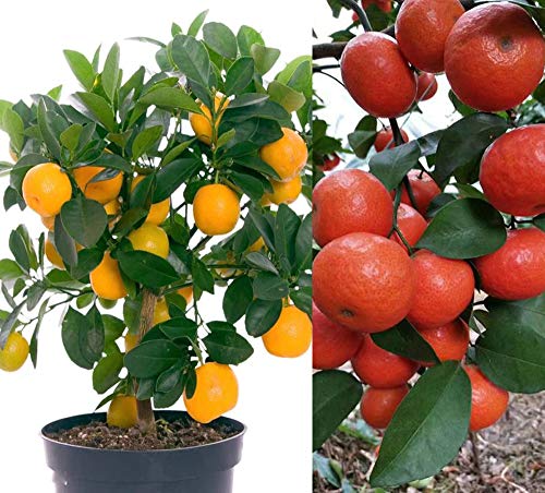 Mandarin tree - How to grow & care