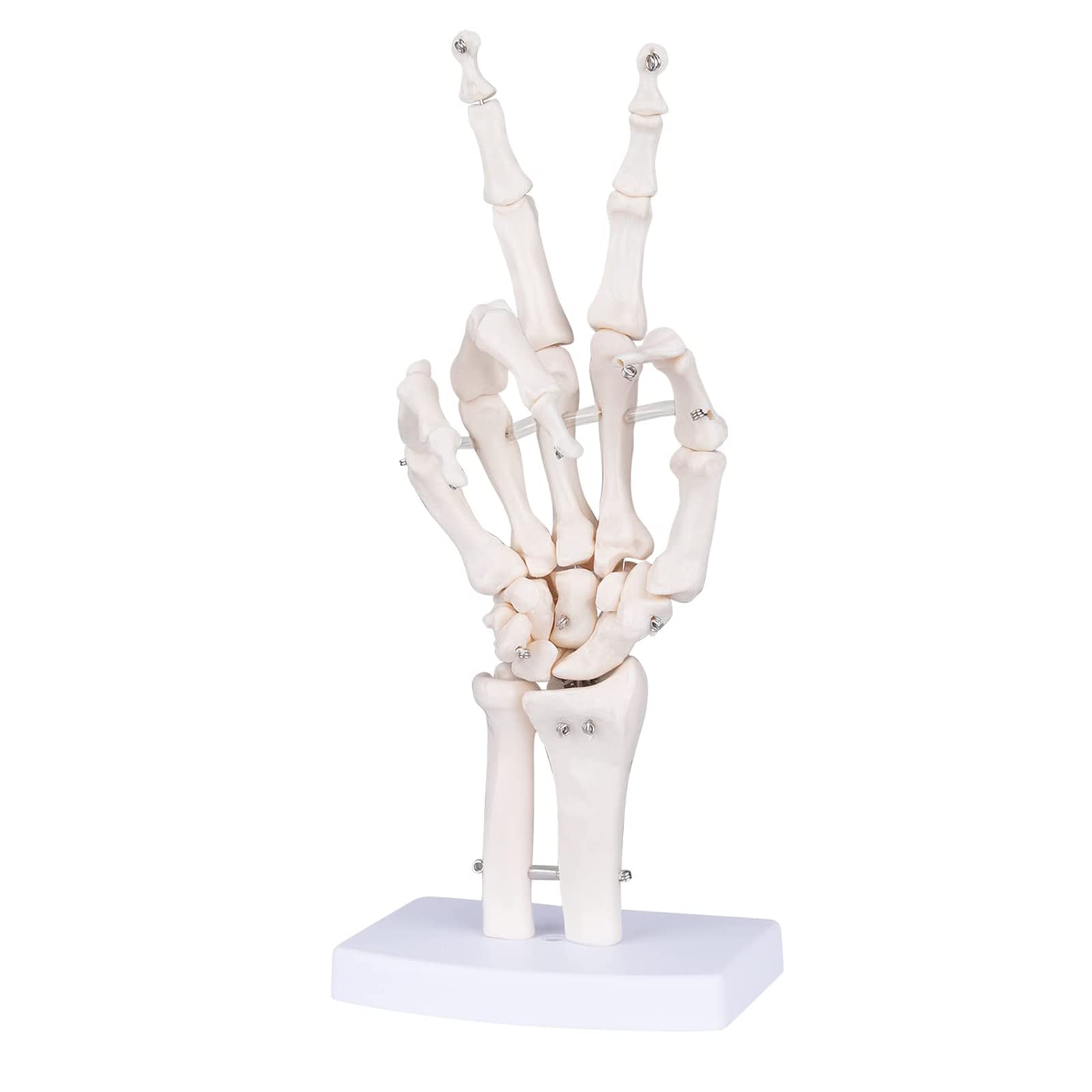 Iksvmsis Hand Anatomy Model Human Hand Skeleton Bone Model Hand ...