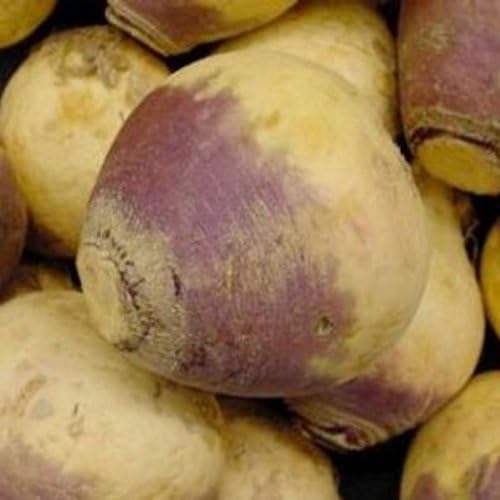 Amazon.com : Rutabaga- American Purple- 50 Seeds : Vegetable Plants ...