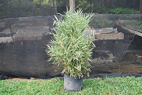 Creative Farmer Live Plant Variegated White Bamboo Garden (1 Healthy ...
