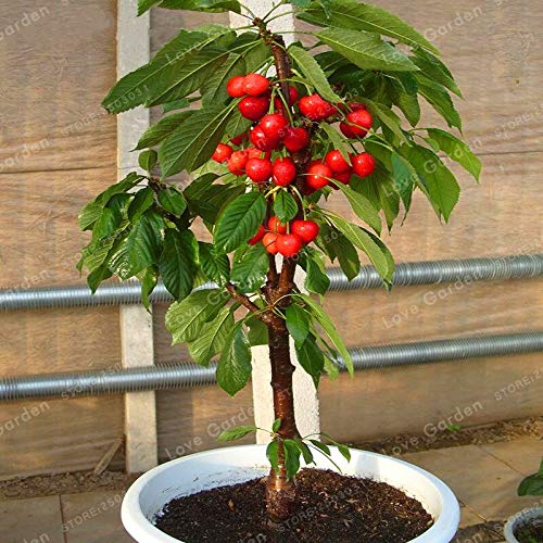 65/Bag Red Cherry Seeds Balcony Garden Fruit Seeds Green Seeds Cherry ...