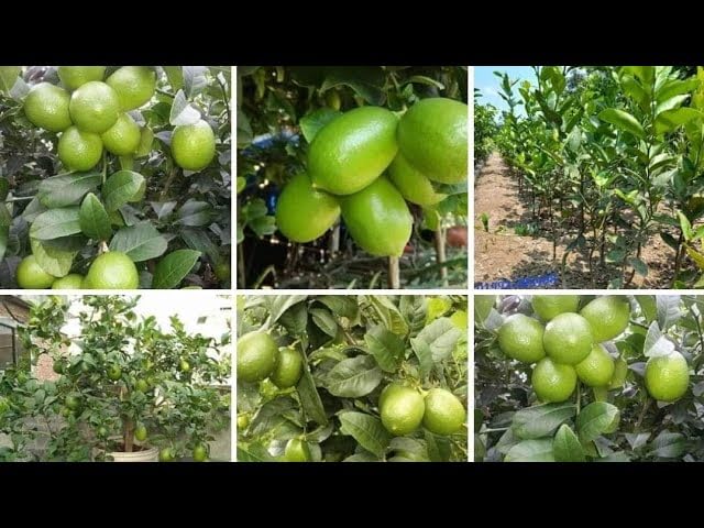 THE GREEN VIEW GARDENS Nimbu China 3 Lemon Variety Fruit (Air Layering ...