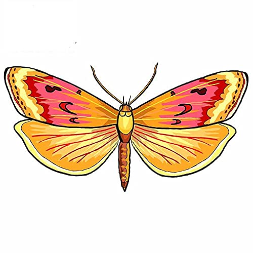 Cuerpo De Mariposa Coche Carrefour | Me pica la curiosidad