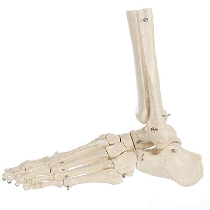 Buy DBSCD Human Foot Skeleton Anatomical,Foot Skeleton Model Shows ...