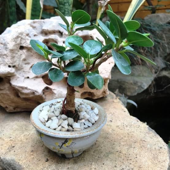 Baisakhi Nursery Ficus Plant Chinise Bot Plant tree hybrid original ...