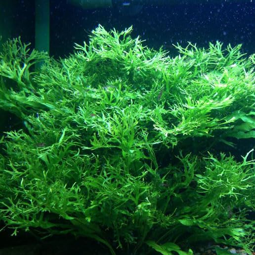 Amazon.com: Marcus Fish Tanks Java Fern Windelov Microsorum pteropus ...
