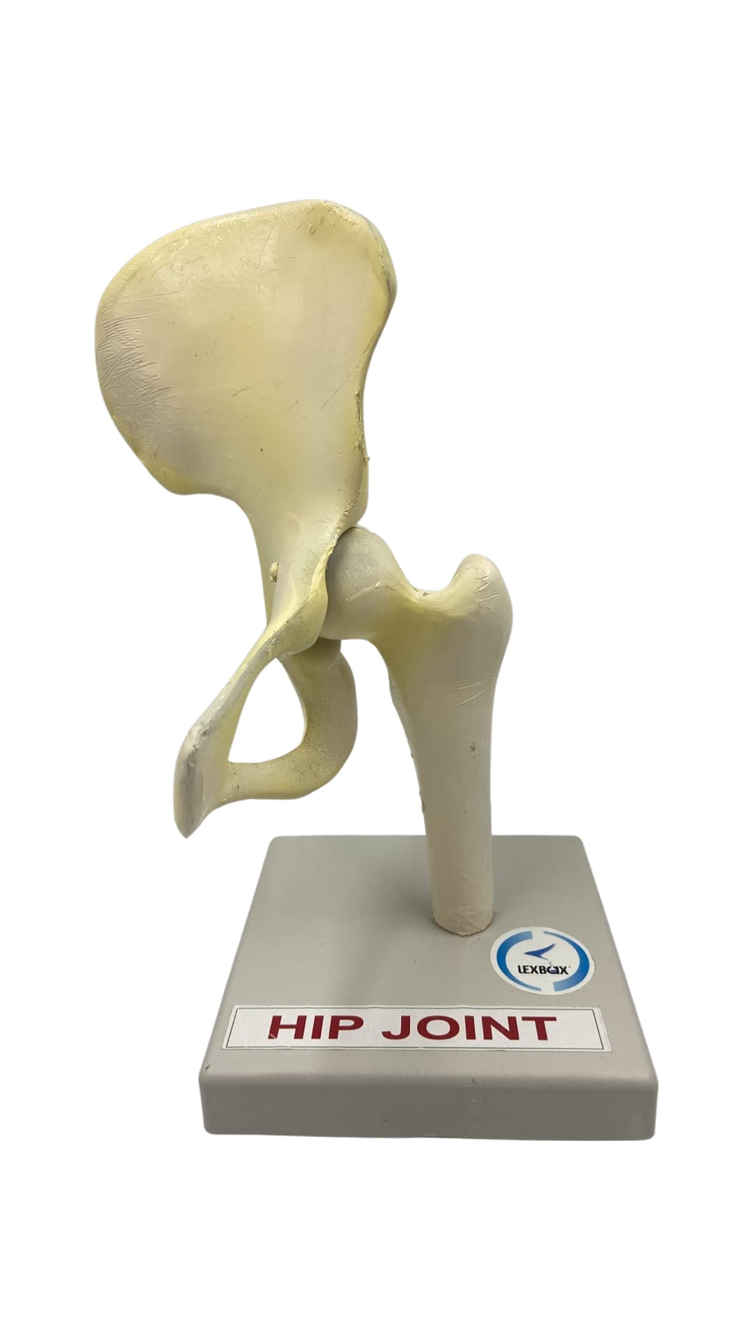Buy LexBax Hip Joint Model with Muscles, Human Body Anatomy Replica of ...