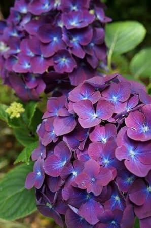 Amazon.com : 5 Purple Blue Hydrangea Seeds : Patio, Lawn & Garden