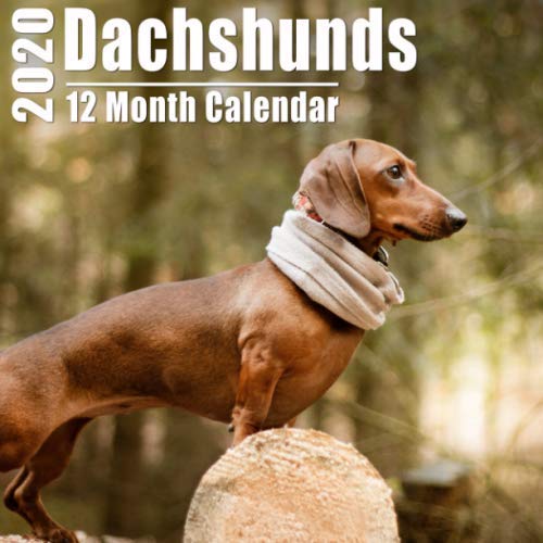 Dachshunds Small Calendar 2020: Cute Dachshund Photos Mini Monthly ...