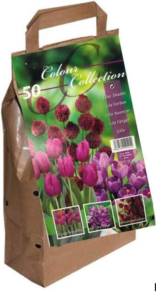 Colour Collection Spring Flower Bulbs - Purple (Pack of 50) : Amazon.co ...