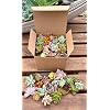 Amazon.com : 20 Assorted Live Succulent Cuttings, No Repeats Great for ...