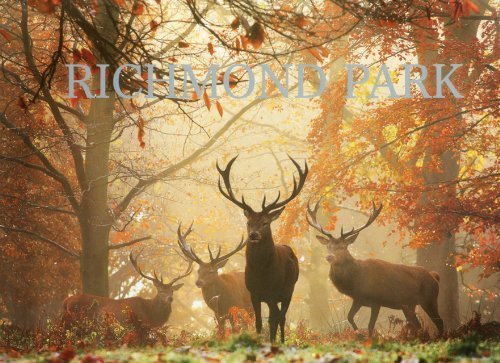 Richmond Park by Alex Saberi, John Karter (2012): unknown author ...