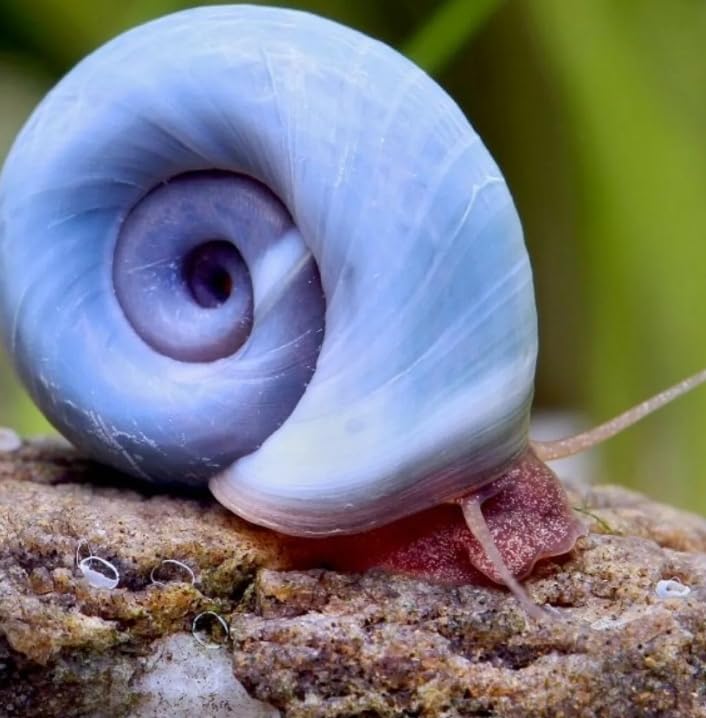 LIVE_AQUA UK 2x Blue Ramshorn Snail Algae Eater Aquarium Tank Live ...