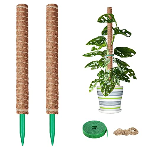 Monstera Klein – Die 15 besten Produkte im Vergleich - kita.de Ratgeber