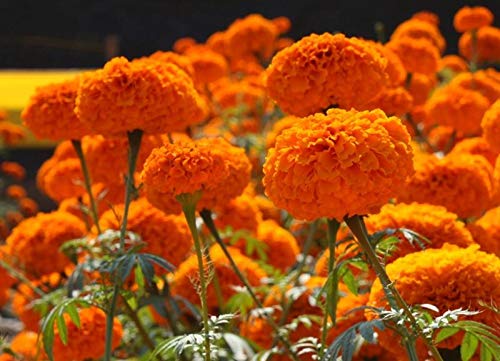 GREEN WORLD Pusa Narangi Orange Marigold/Genda Seeds (10 Seeds ...
