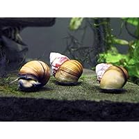 Amazon.com: Aquatic Arts 1 Japanese Trapdoor Snail/Freshwater Aquarium ...