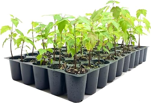 10 Best Maple Tree Products for 2024: Quality and Style You Can Trust