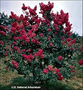 Amazon.com : Large Cherokee Crape Myrtle, Matures 8ft+, Dark Wine Red ...