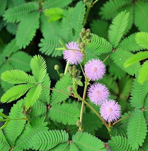 Amazing Plants Villa Live Chui Mui/Touch Me Not/Mimosa Pudica Medicinal ...