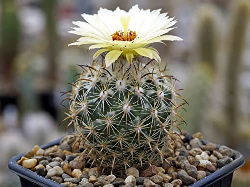 Coryphantha runyonii - How to grow & care