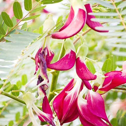Amazon.com : Hummingbird Tree Seeds Sesbania Grandiflora Tropical Plant ...