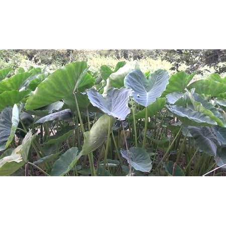 Amazon.com : 2 Green Elephant Ear Bulbs for Growing | Coco Yam ...