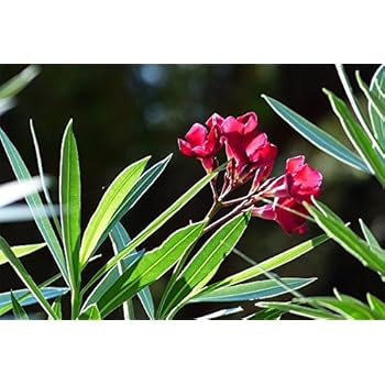 Plants Point Rare Beautiful "ARALI" Nerium Oleander Flower Plant-1 ...
