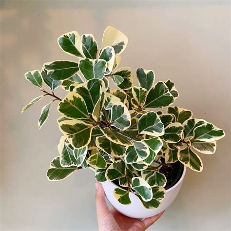 Ficus Triangularis variegata - Plant : Amazon.in: Garden & Outdoors