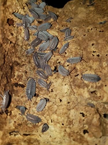 Amazon.com : Live 10 + Powder Blue Isopods and Springtail Starter ...