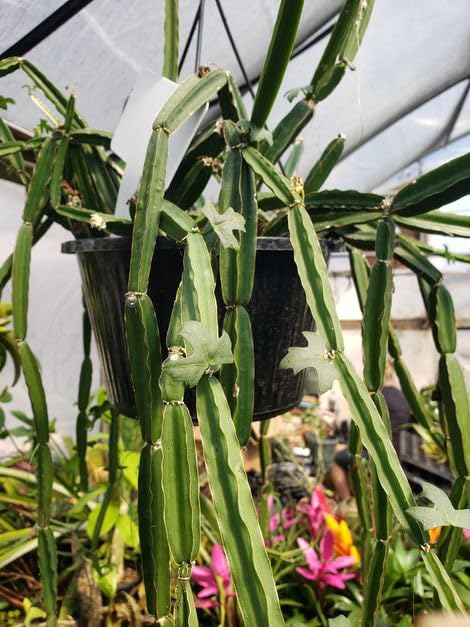 Hadjod Plant Live Pirandai Plant Useful Medicinal Plant for Bone ...