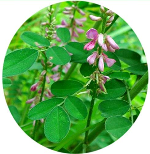 Amazon.com : RUP Valli Organics® Avuri Powder 100gm : Health & Household