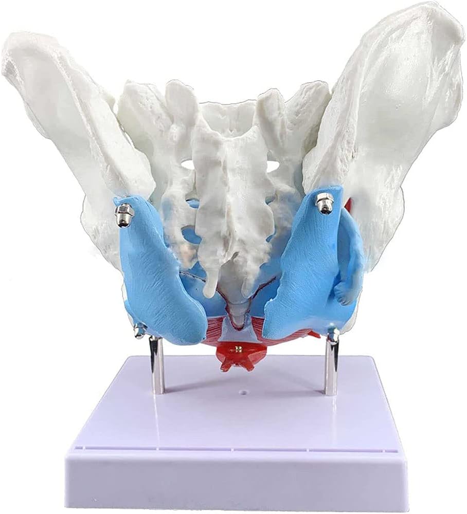 Modelo Esqueleto Pelvis Femenina, Modelo Perineo, Modelo Anatómico ...