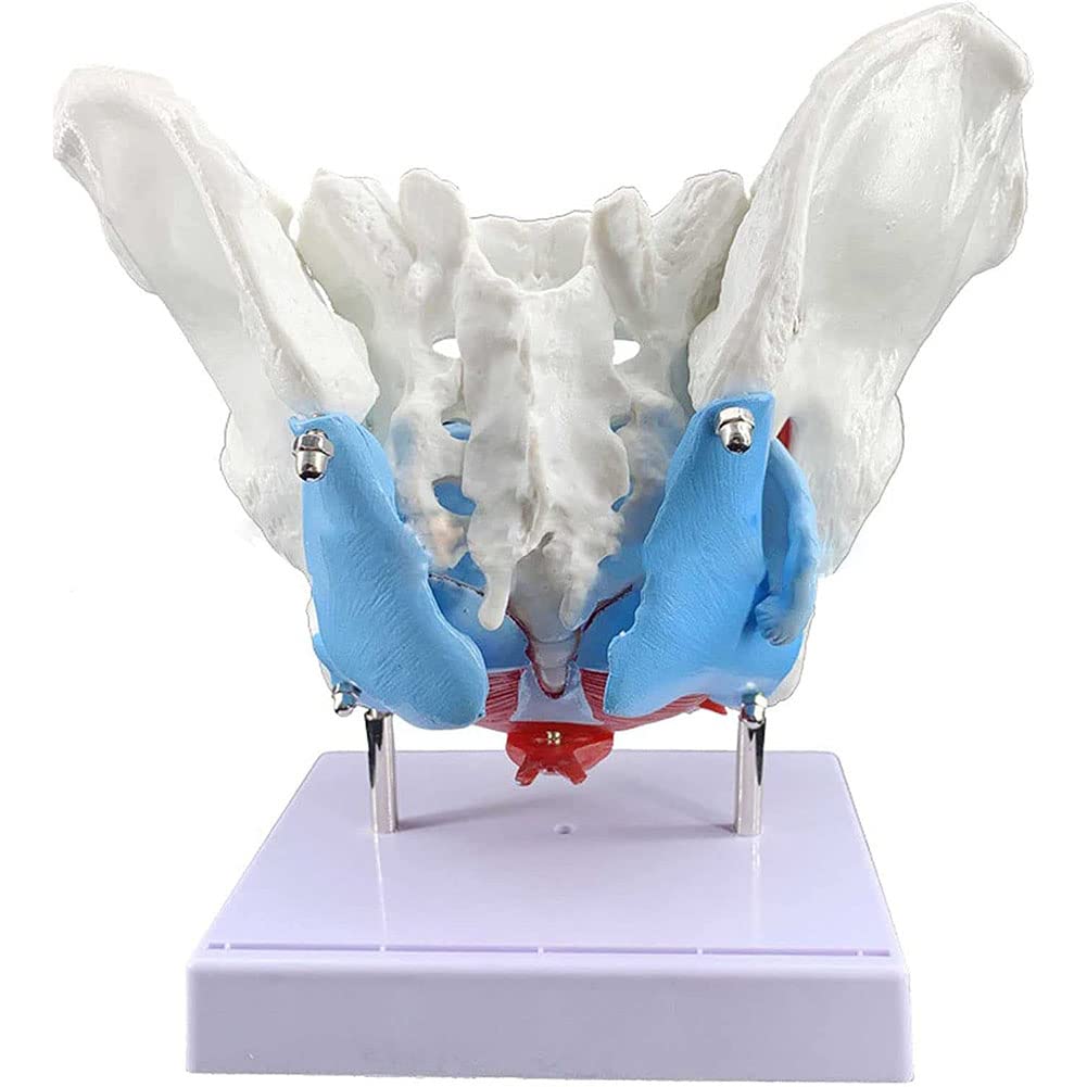 Jucheng Female Pelvis Skeleton Model Perineum Model Anatomical Model ...