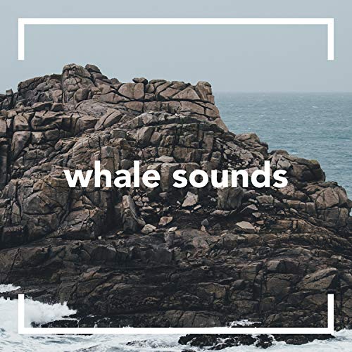 Amazon.com: Whale Sounds : Whale Sounds: Digital Music