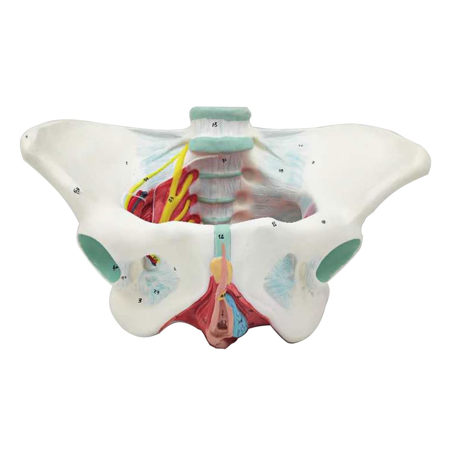 Buy ARUTY Human Female Pelvis Anatomical Model with Floor Muscle and ...