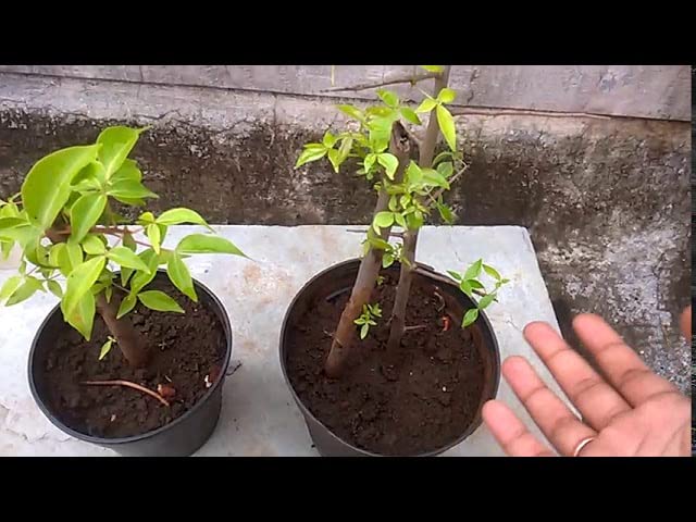 Cloud Farm Bel Tree, Bilva Patra, Bel Patra (Grown through seeds ...