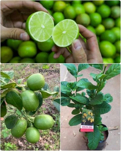 Pankaj Nursery Gandharaj Lemon(All Time) Nimboo Live Plant (Air Layered ...