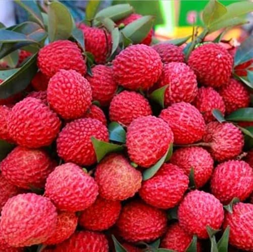 Zomoloco_Litchi Plant-Gardens Dwarf SEEDLESS Litchi Plant Live : Amazon ...