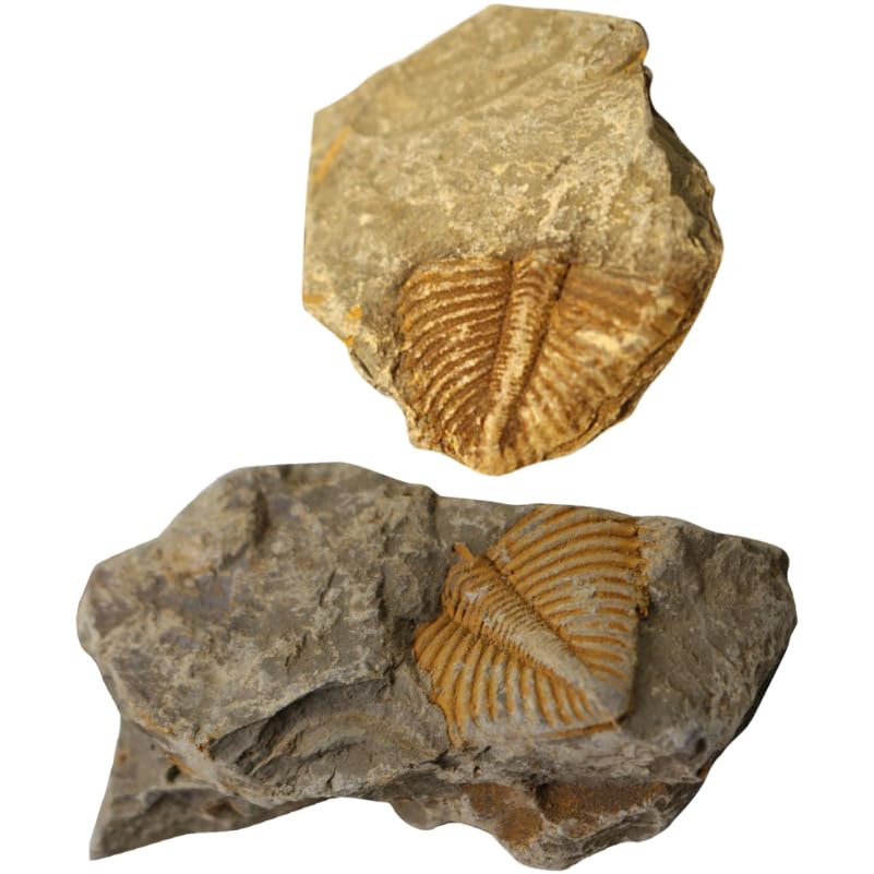 Fossili Paleontologici Il Laboratorio Di Paleontologia Di Leonardo