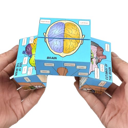 Buy Human Anatomical Poster Set Anatomy Study Cube Medical Student ...