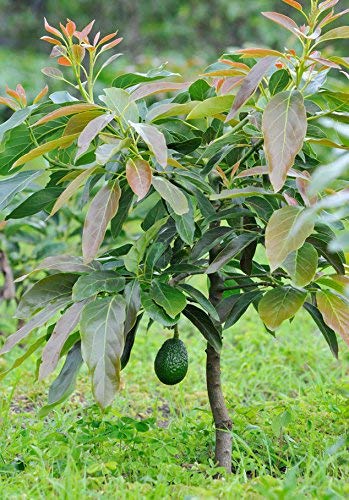 Creative Farmer Live Plant Butter Fruit (Avacado) Alligator Pear Bumpy ...