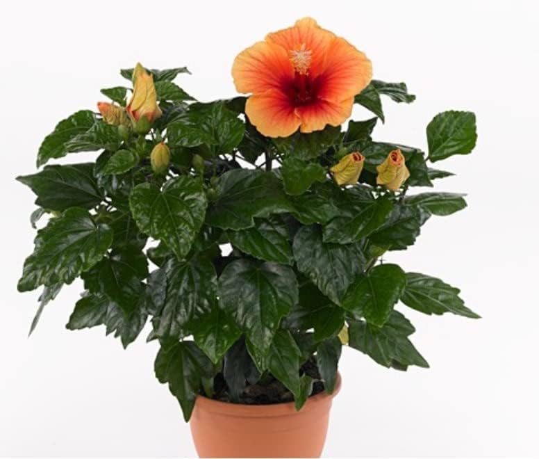 Red/Orange Hibiscus Plants, Hibiscus Salsa Flower Plant, Hibiscus Live ...